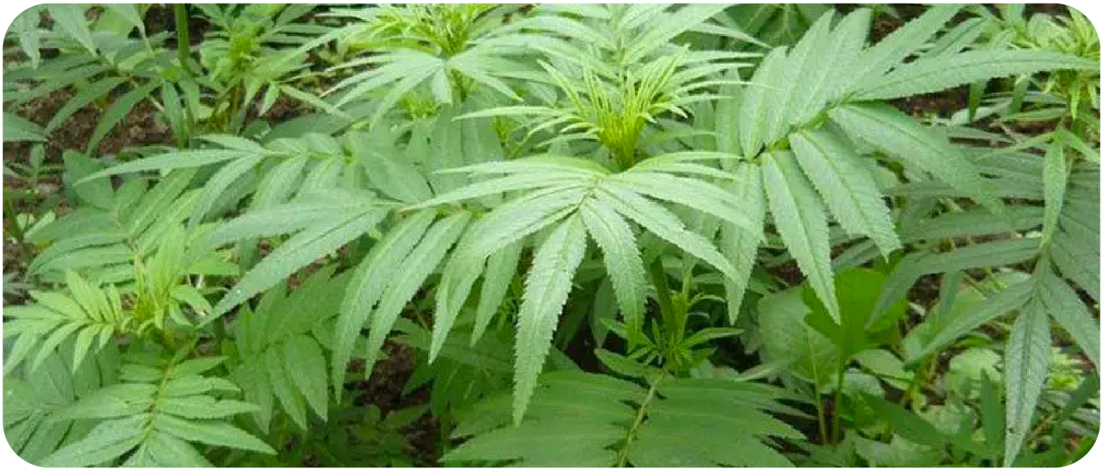 What You Should Know About Huacatay: A Strong, Aromatic Herb - Kosmos Peru